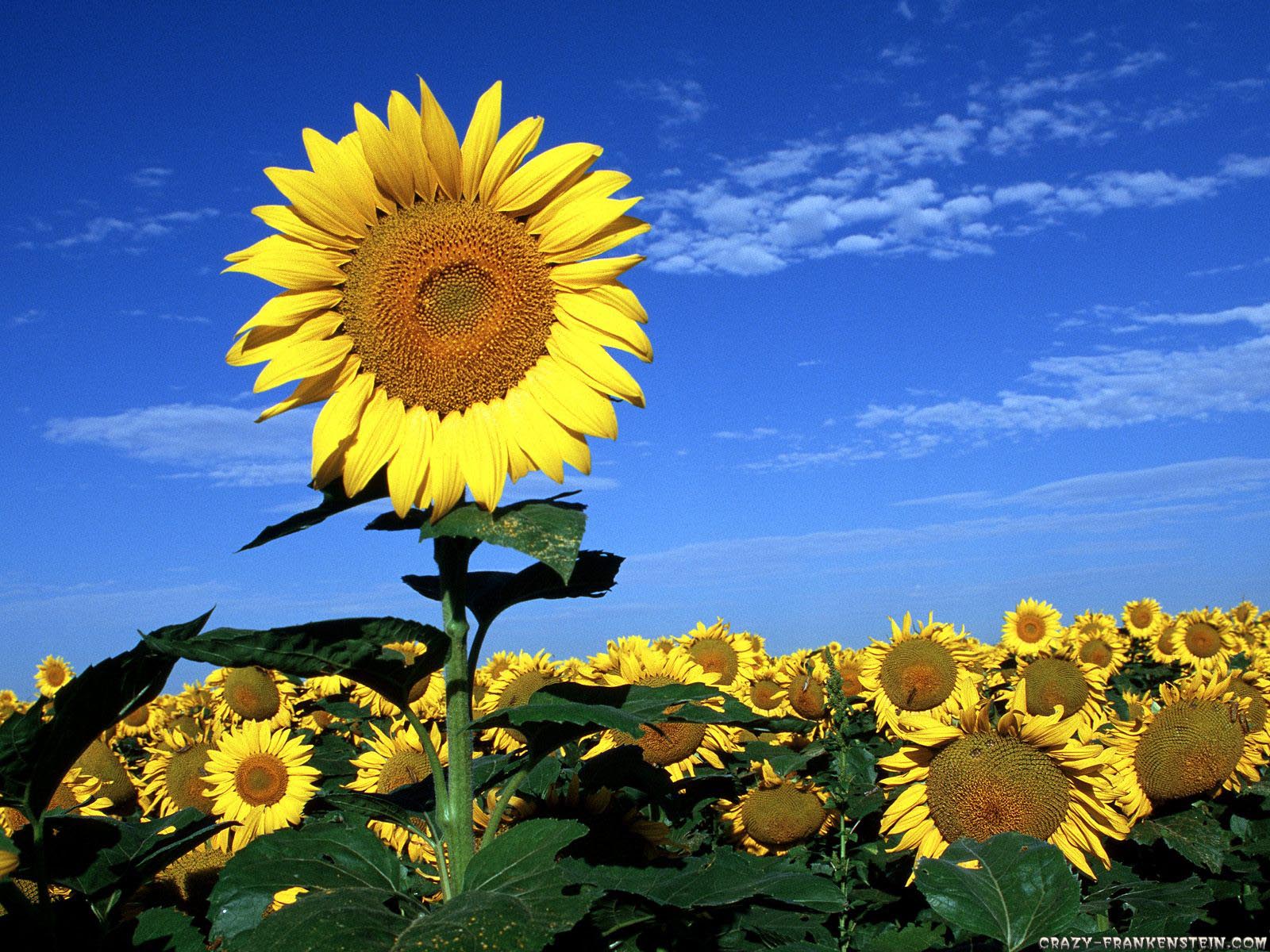 Spring Wallpaper Backgrounds for Powerpoint Templates - PPT Backgrounds