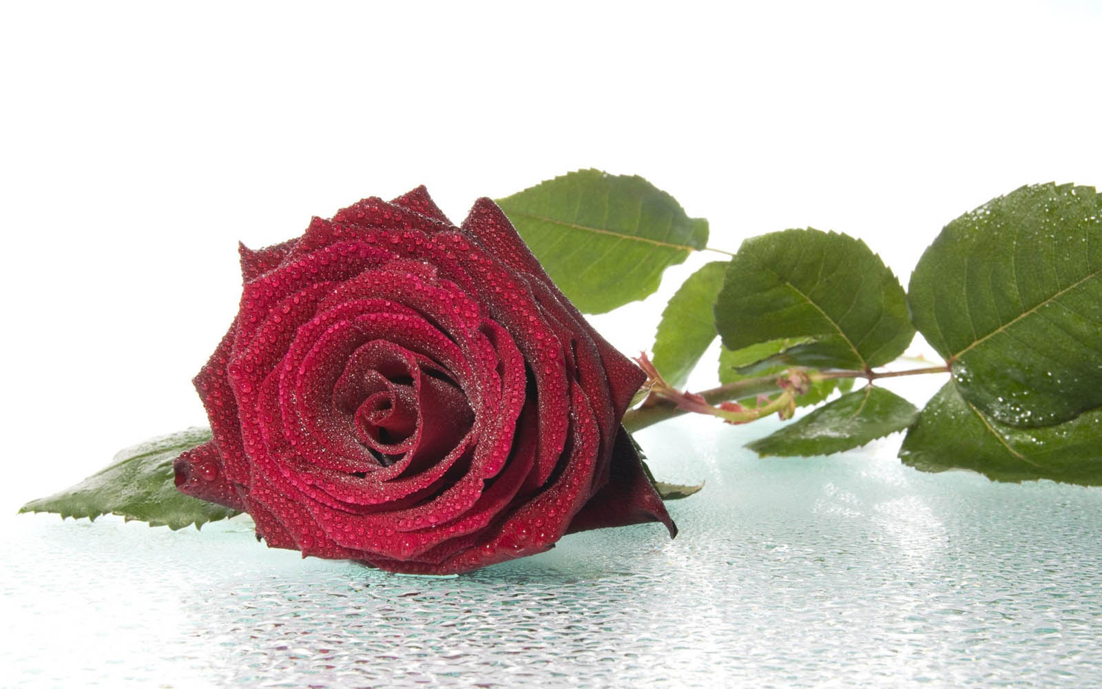 Thorny Red Rose Backgrounds for Powerpoint Templates - PPT Backgrounds