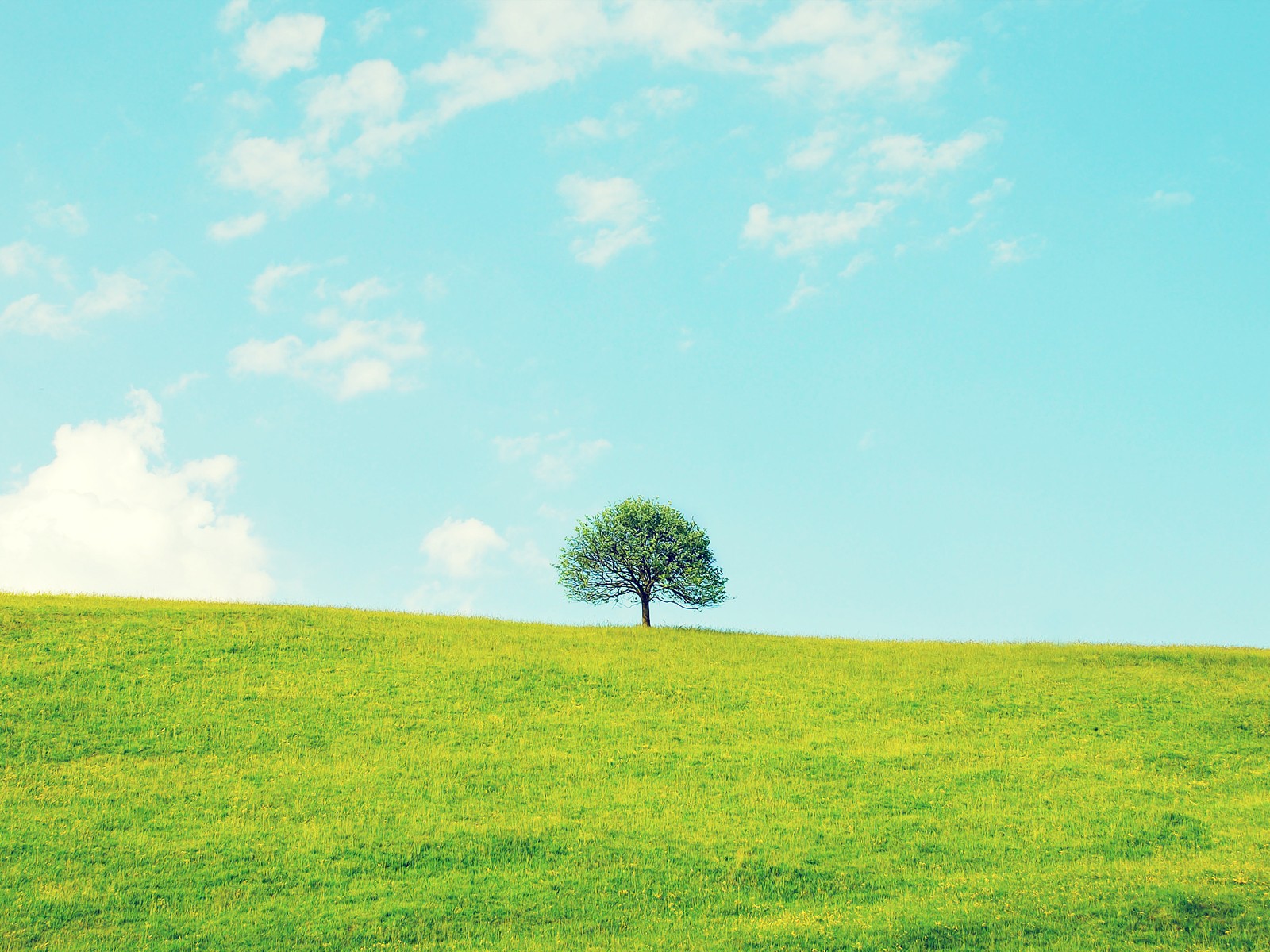 Trees Presentation Backgrounds for Powerpoint Templates - PPT Backgrounds