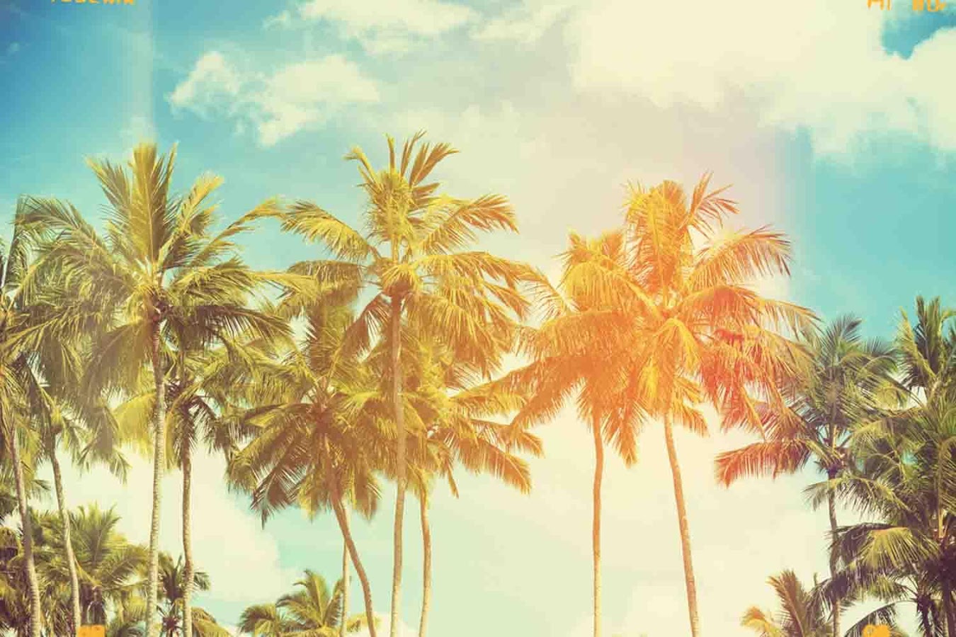 Wallpaper Palm Tree Pale Art Backgrounds for Powerpoint Templates - PPT ...
