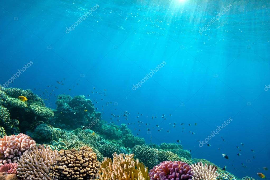 Underwater Ocean Art Backgrounds for Powerpoint Templates - PPT Backgrounds